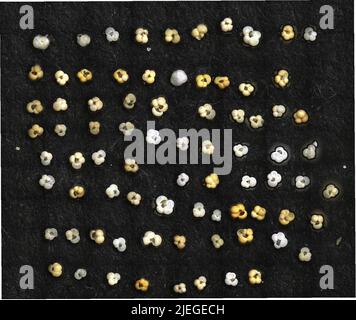 Globigerina bulloides d'Orbigny, 1826 Stock Photo - Alamy