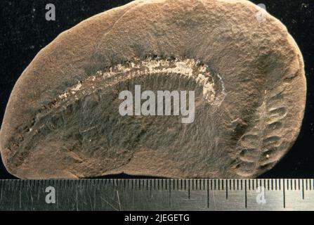 Euphoberia carri Scudder Stock Photo - Alamy