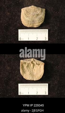 Derbya crassa texana Dunbar & Condra Stock Photo - Alamy