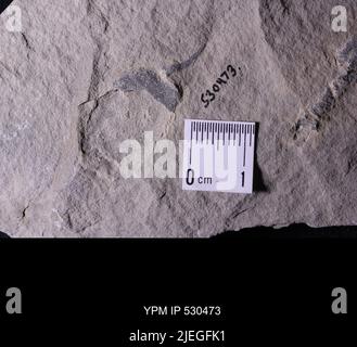 Castericystis vali Ubaghs & Robison, 1985 Stock Photo - Alamy