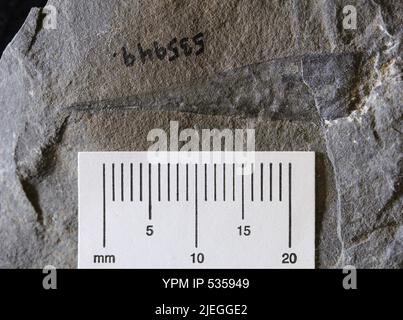 Hughmilleria socialis Sarle Stock Photo - Alamy