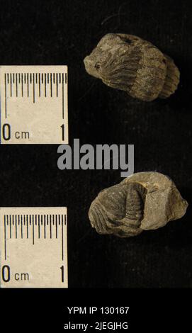 Eldredgeops rana (Green Stock Photo - Alamy