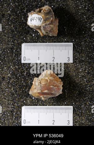 Tulotoma thompsoni White, 1876 Stock Photo - Alamy