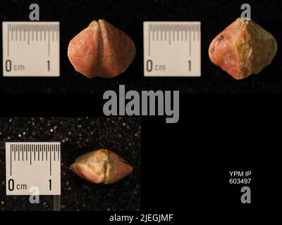 Composita ambigua Sowerby Stock Photo - Alamy