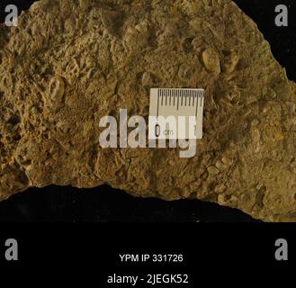 Hormotoma gracilis (Hall, 1847 Stock Photo - Alamy