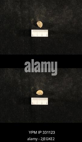 Trepospira sphaerulata (Conrad, 1842 Stock Photo - Alamy