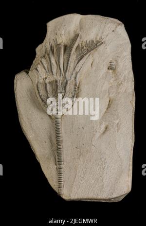 Taxocrinus colletti White, 1881 Stock Photo - Alamy
