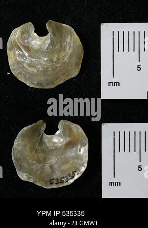 Anomia simplex d'Orbigny, 1853 Stock Photo - Alamy