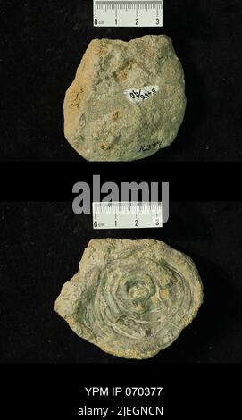Heliolites nucella Foerste Stock Photo - Alamy