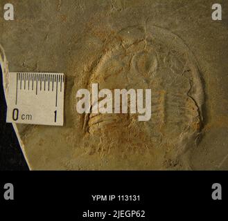 Asaphus homfrayi Salter, 1866 Stock Photo - Alamy