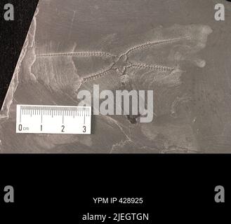 Furcaster palaeozoicus Sturtz Stock Photo - Alamy