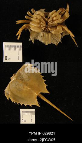 Limulus polyphemus (Linnaeus, 1758 Stock Photo - Alamy