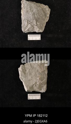 Spongia sp. nov Stock Photo - Alamy