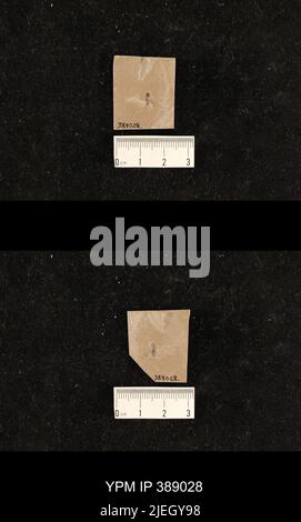 Ants and larvae. Colony of ants (family Formicidae) tending to larvae ...