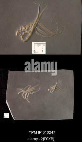 Furcaster palaeozoicus Sturtz Stock Photo - Alamy