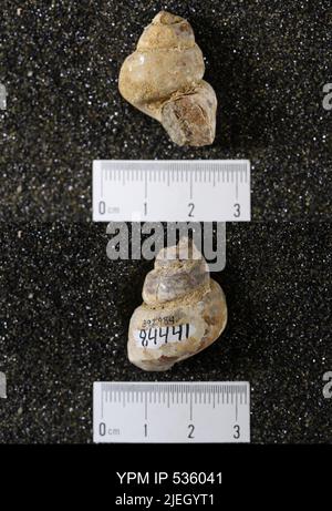 Tulotoma thompsoni White, 1876 Stock Photo - Alamy
