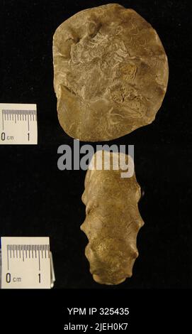 Ceratites nodosus, ammonoid Stock Photo - Alamy
