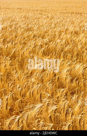 Eine Getreide Ähre auf einem Getreidefeld. Gerste in der Landwirtschaft ...