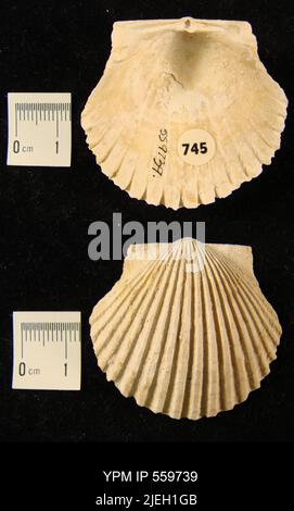 Argopecten irradians (Lamarck, 1819 Stock Photo - Alamy
