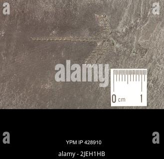 Furcaster palaeozoicus Sturtz Stock Photo - Alamy