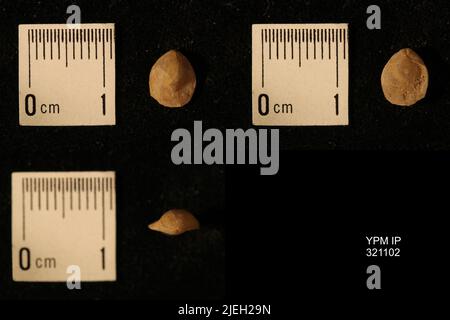Dielasma breviplicatum Waagen, 1884 Stock Photo - Alamy