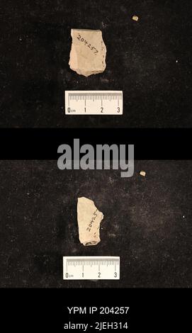 Lemmatophora typa Sellards Stock Photo - Alamy