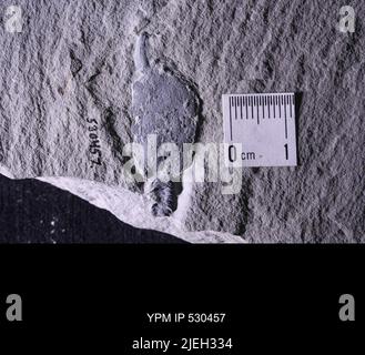 Castericystis vali Ubaghs & Robison, 1985 Stock Photo - Alamy