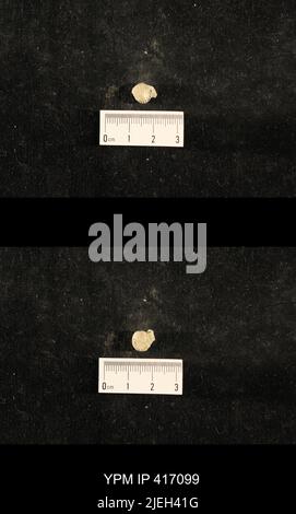 Euphemites carbonarius (Cox, 1857 Stock Photo - Alamy