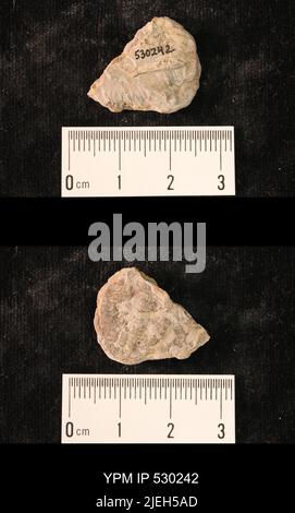 Elrathia kingi (Meek Stock Photo - Alamy