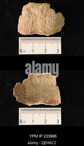 Dictyoclostus americanus Dunbar & Condra Stock Photo - Alamy