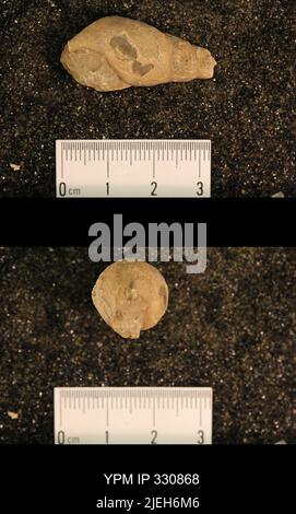 Meekospira peracuta choctawensis Girty, 1912 Stock Photo - Alamy