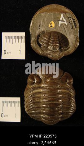 Devonian Phacops rana milleri trilobite demonstrating shedding ...