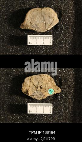 Productus (Dictyoclostus) sp Stock Photo - Alamy