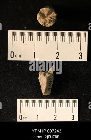 Stephanocrinus angulatus Conrad, 1842 Stock Photo - Alamy