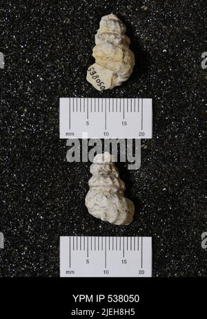 Mariella (Wintonia) bosquensis (Adkins, 1920 Stock Photo - Alamy