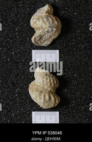 Mariella (Wintonia) bosquensis (Adkins, 1920 Stock Photo - Alamy