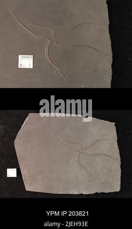 Furcaster palaeozoicus Sturtz Stock Photo - Alamy
