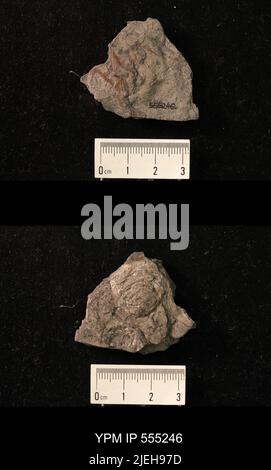 Productus cora d'Orbigny Stock Photo - Alamy