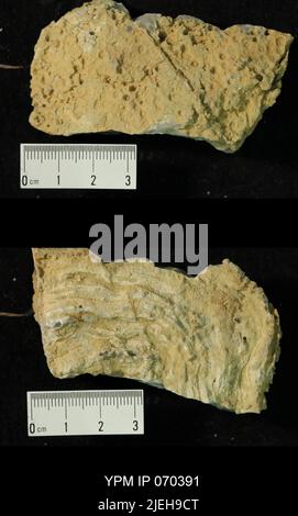 Heliolites spongiosus Foerste, 1906 Stock Photo - Alamy