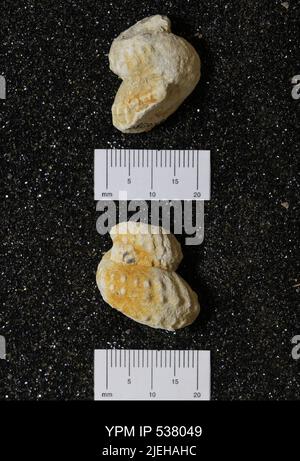 Mariella (Wintonia) bosquensis (Adkins, 1920 Stock Photo - Alamy