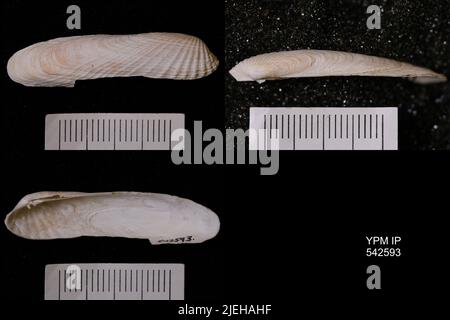 Petricolaria pholadiformis (Lamarck, 1818 Stock Photo - Alamy