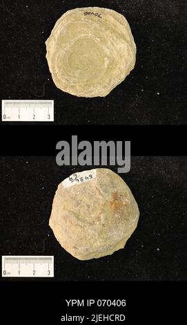 Heliolites nucella Foerste Stock Photo - Alamy