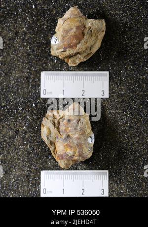 Tulotoma thompsoni White, 1876 Stock Photo - Alamy