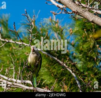 Green spring branch outdoor Stock Photo - Alamy
