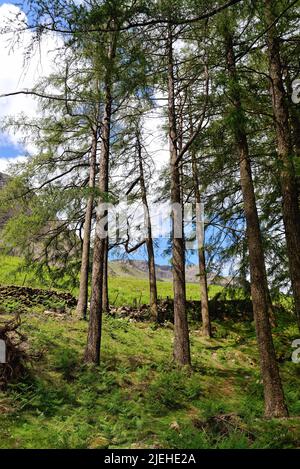 A wooded area with Pine trees on a steep sided fell near Wasdale Head ...