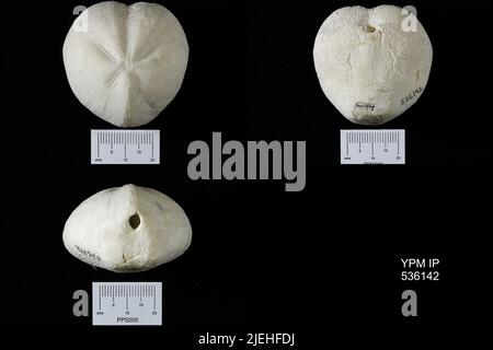 Micraster cortestudinarium (Goldfuss, 1829 Stock Photo - Alamy