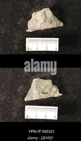 Productus cora d'Orbigny Stock Photo - Alamy