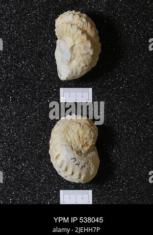 Mariella (Wintonia) bosquensis (Adkins, 1920 Stock Photo - Alamy
