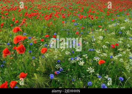 Katschmohn, Feld im Sommer, Kornblumen Stock Photo - Alamy