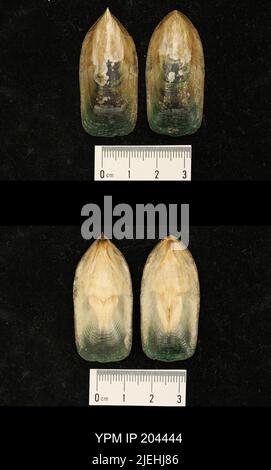 Lingula murphiana King Stock Photo - Alamy